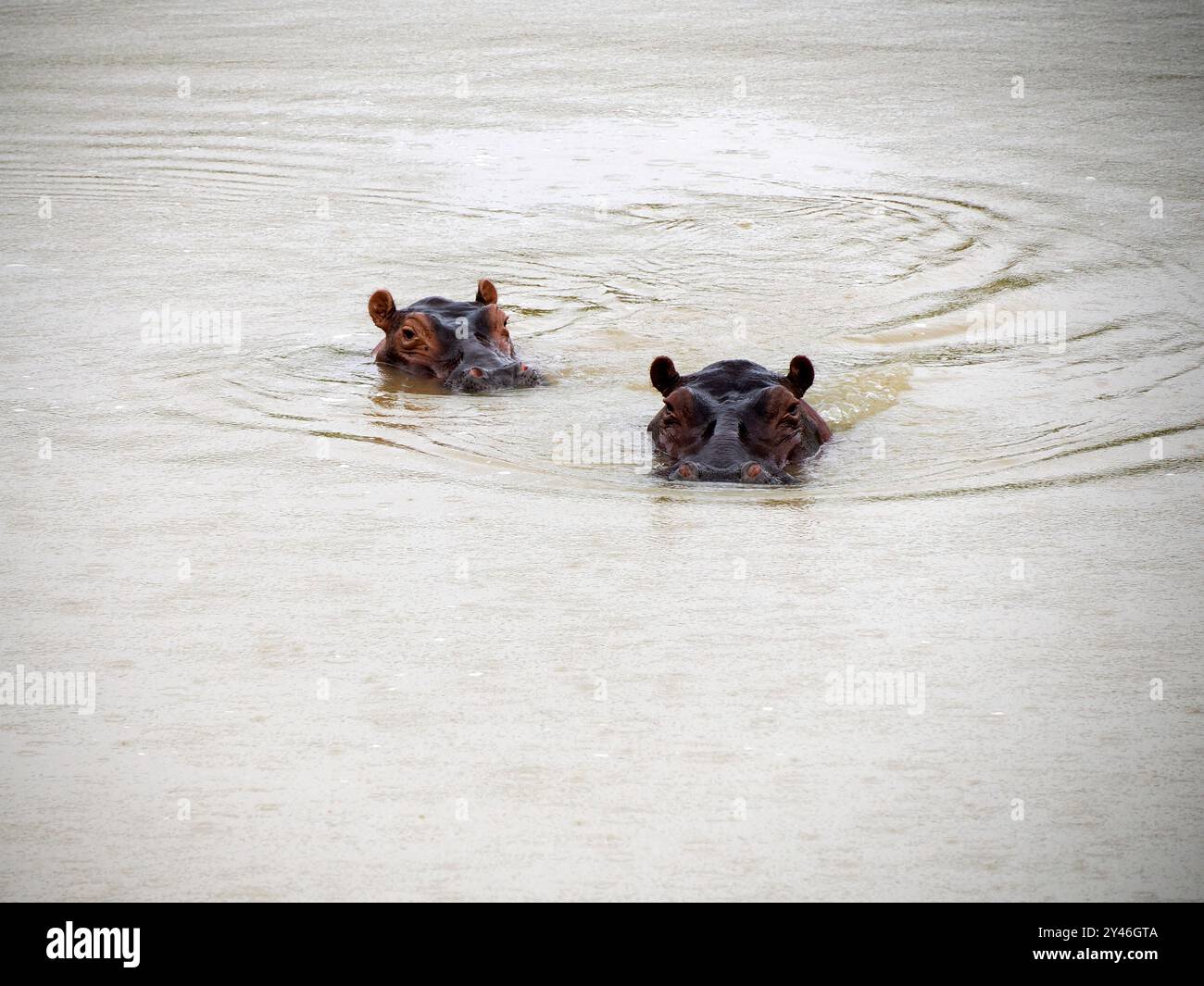 Hippos live in the rivers and lakes of Colombia Stock Photo - Alamy