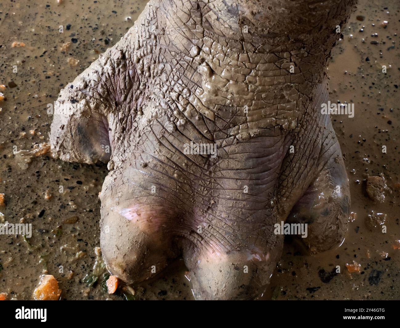 A detail of leg and hooves and paws of Hippo that live free in the ...