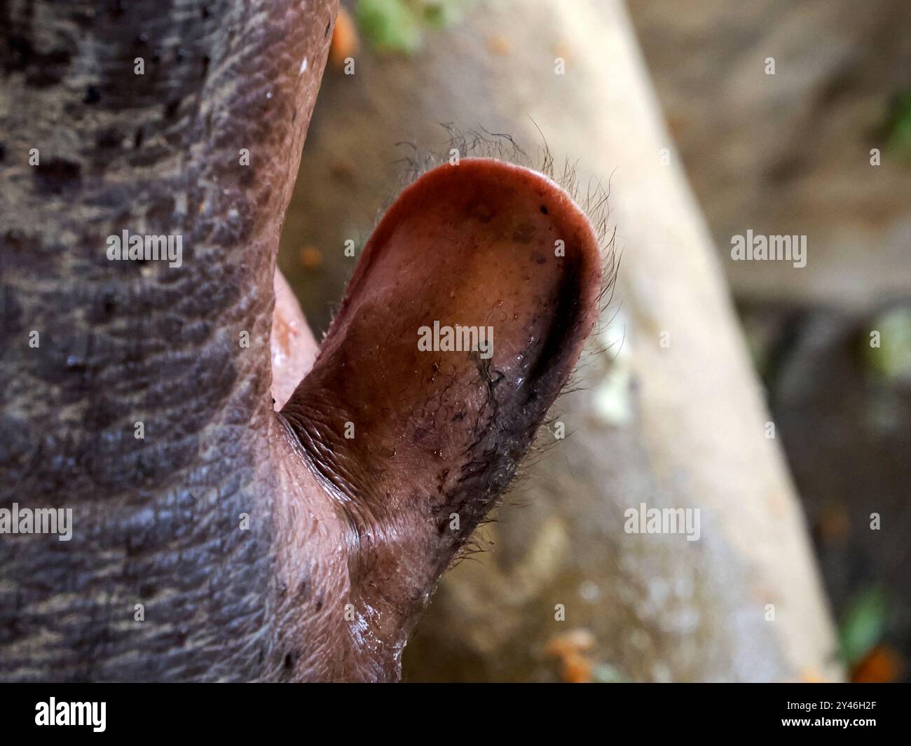 A detail of skin and ear of Hippo that live free in the rivers and ...