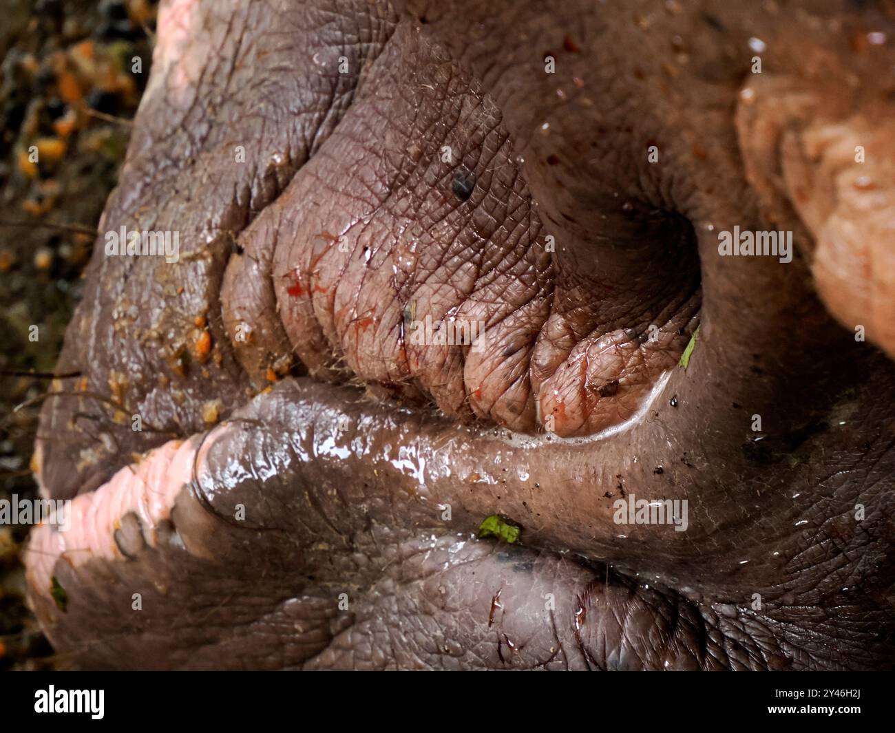 A detail of skin of Hippo that live free in the rivers and lakes of ...