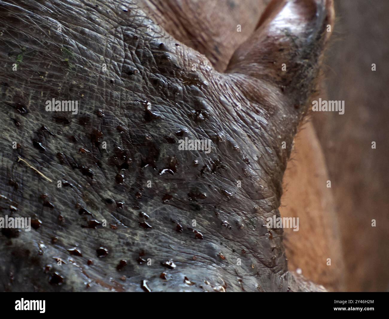 A detail of skin and ear of Hippo that live free in the rivers and ...