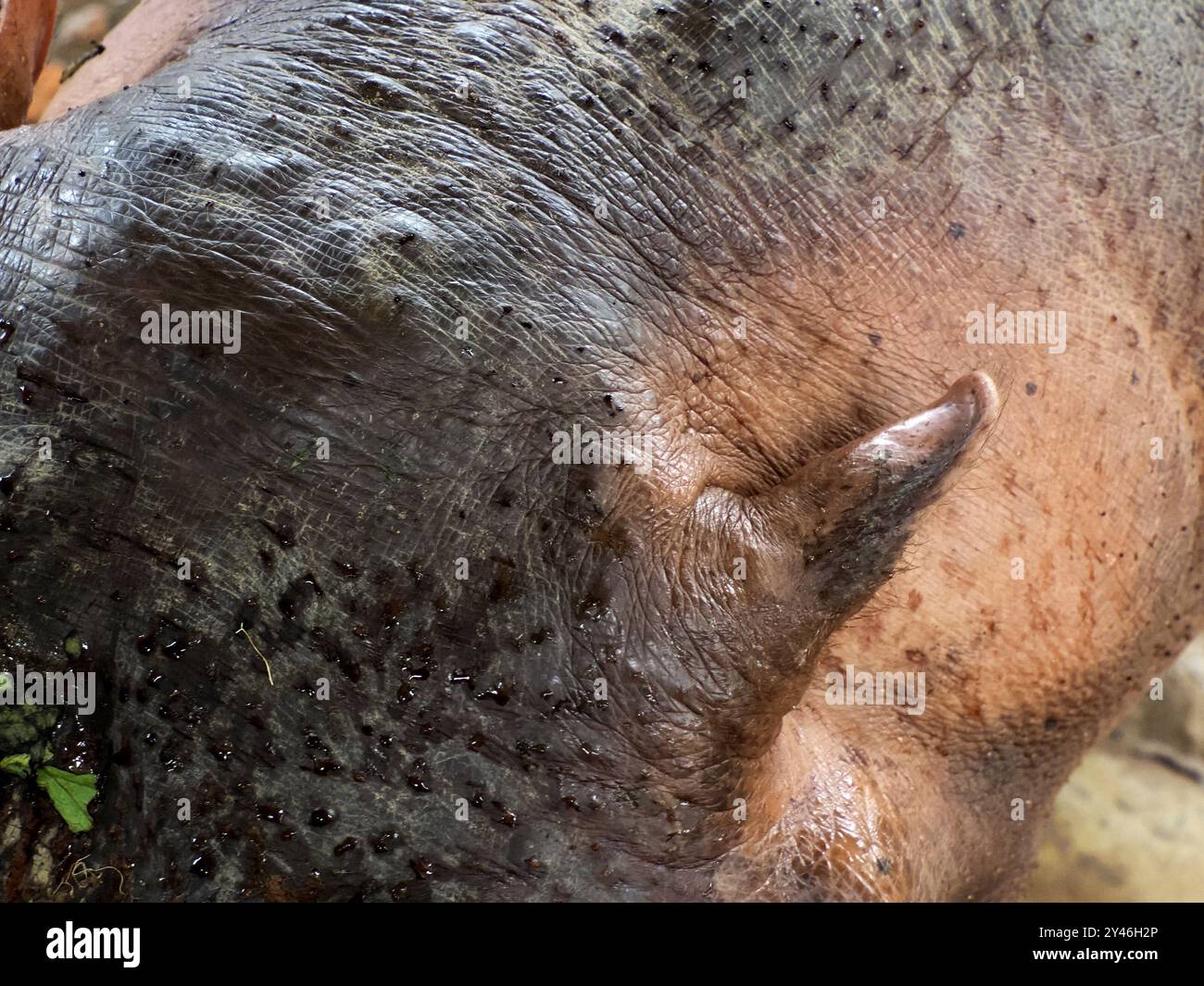 A detail of skin and ear of Hippo that live free in the rivers and ...