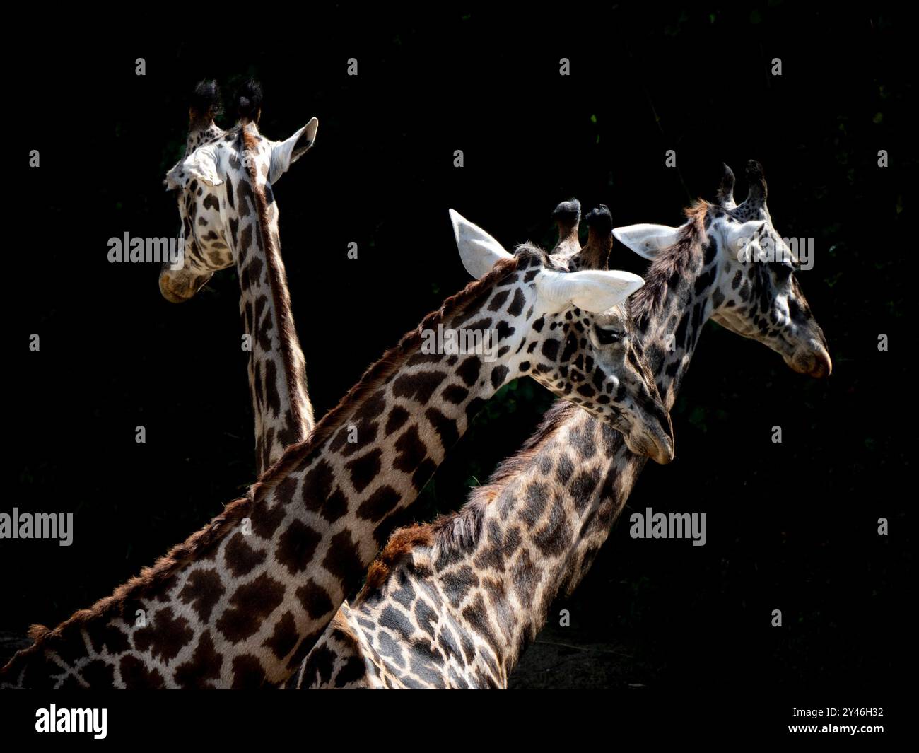 A Group of giraffes standing on black background Stock Photo - Alamy