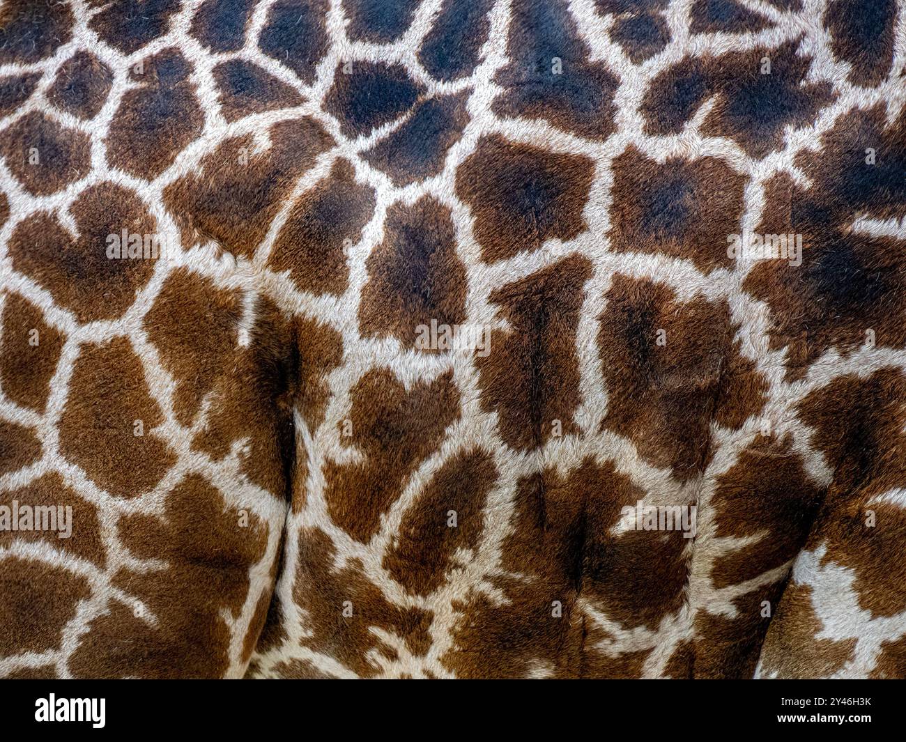 A Close view of a Reticulated giraffe s Giraffa reticulata skin pattern ...