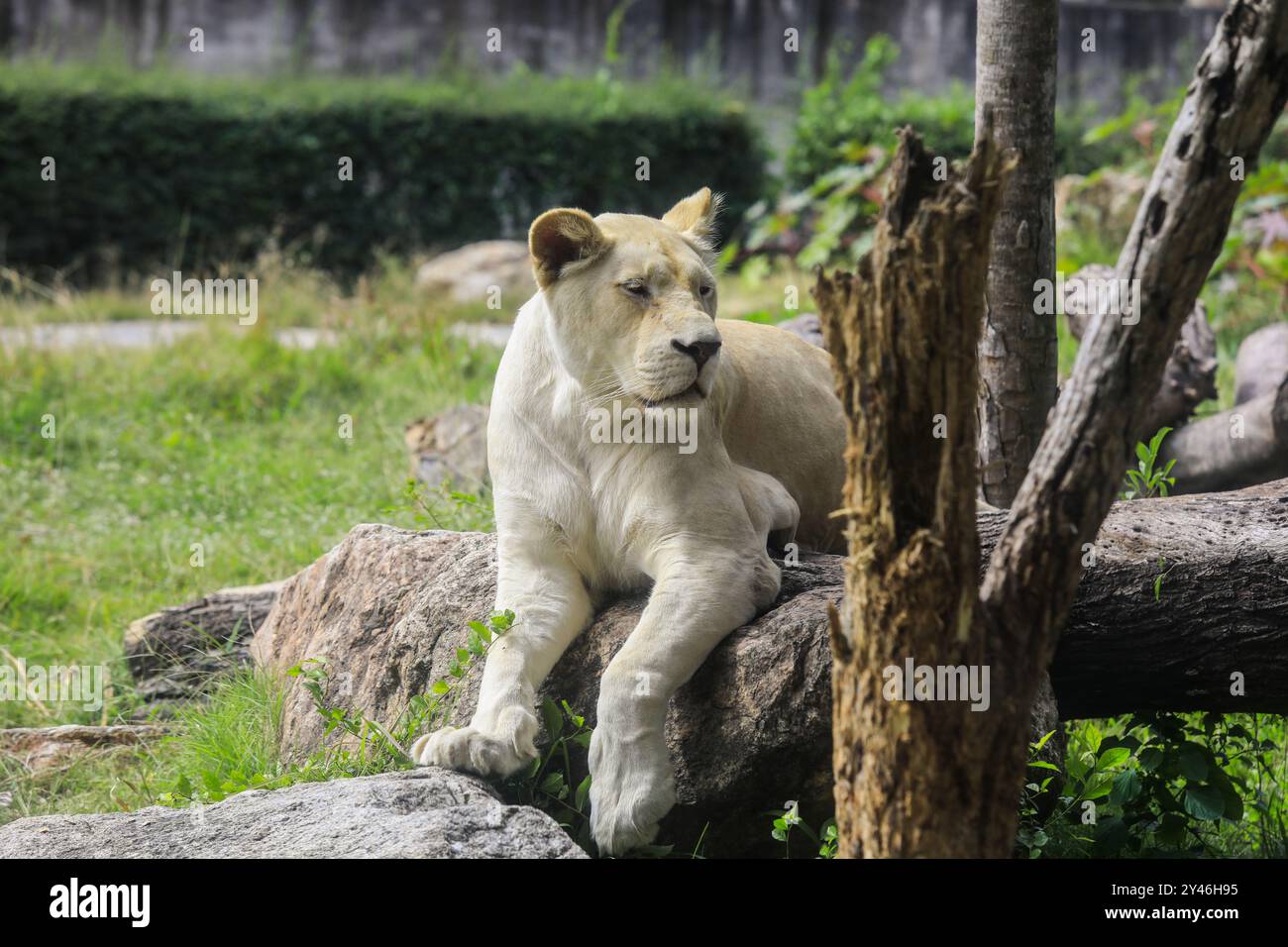 Big White Lioness in the Open Zoo, Thailand Stock Photo - Alamy