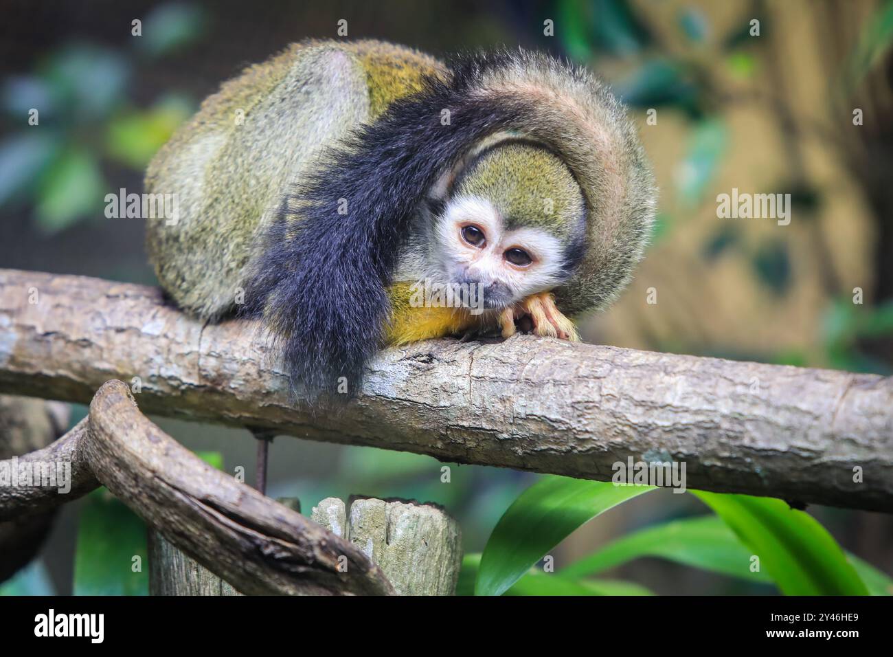 Wild squirrel in thailand sitting hi-res stock photography and images ...