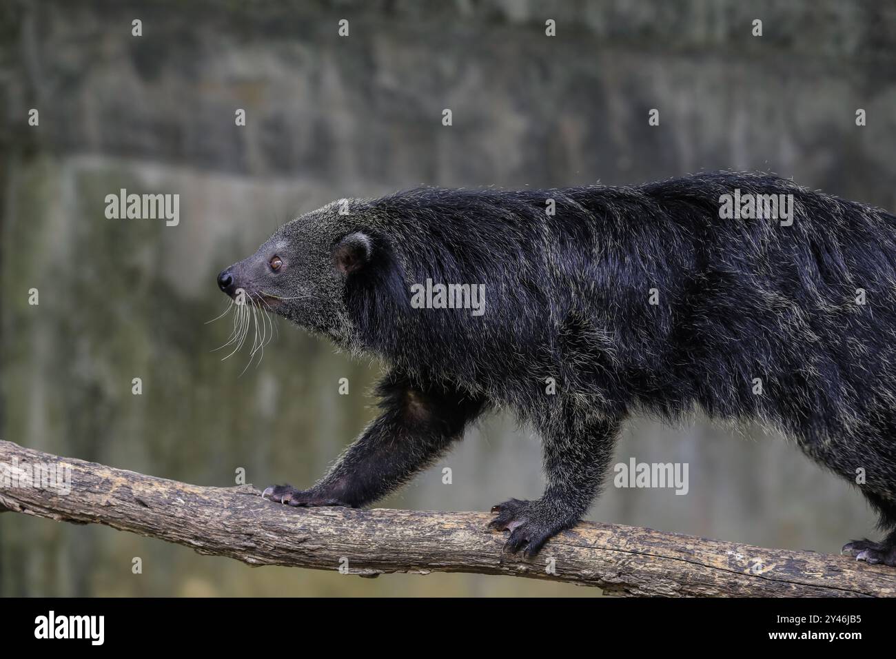 The Binturong, also known as the Bearcat, Thailand Stock Photo - Alamy