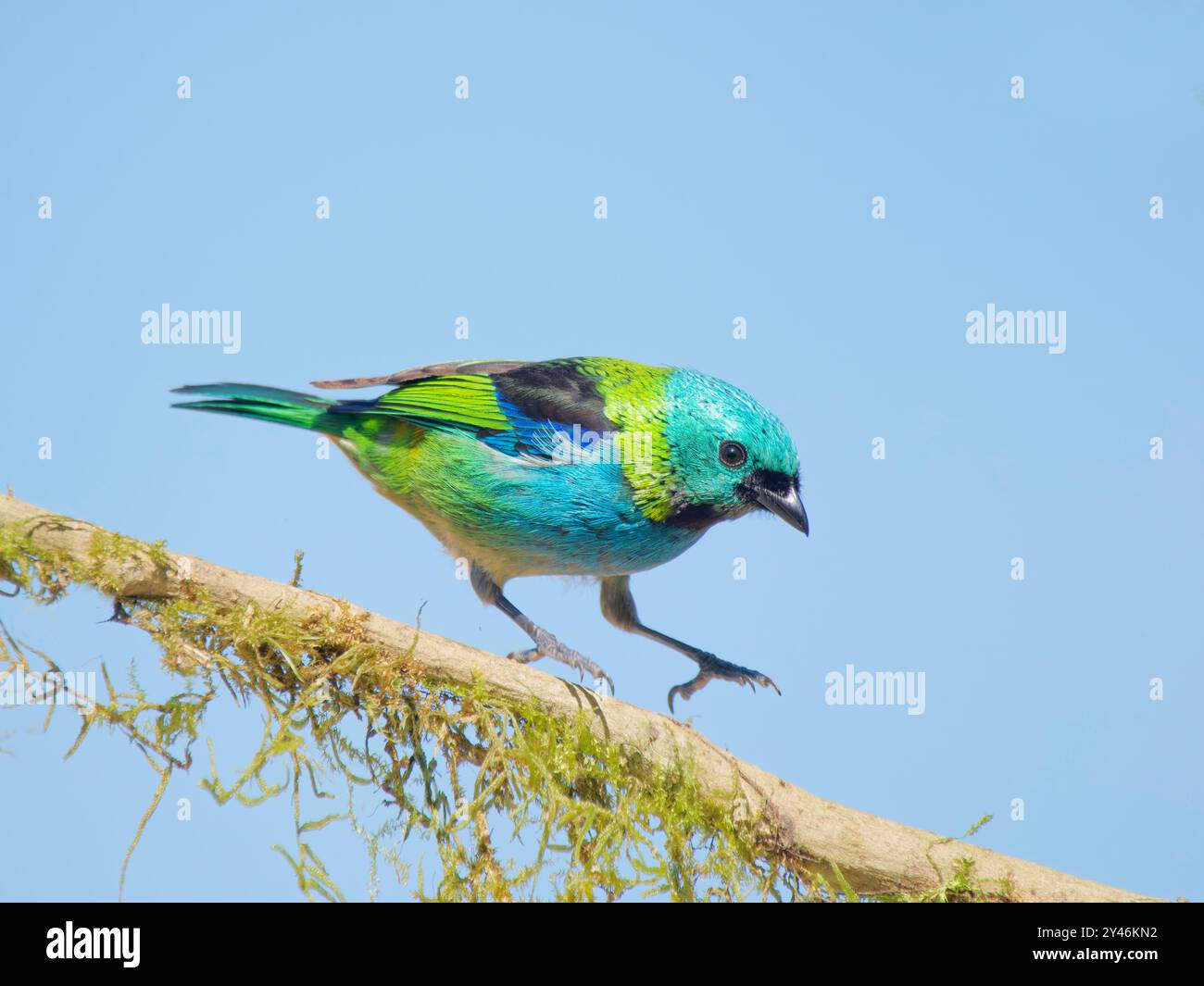 Green Headed Tanager Tangara seledon Atlantic Forest, Brazil BI042425 ...