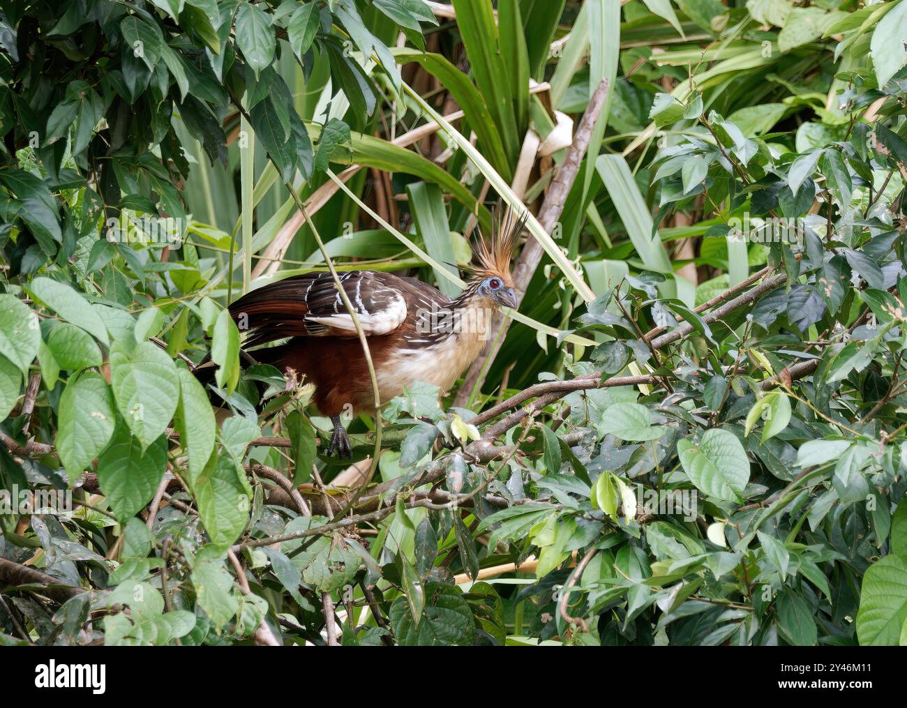 Hoatzin, hoactzin, Hoazin huppé, Opisthocomus hoazin, Yasuní National ...
