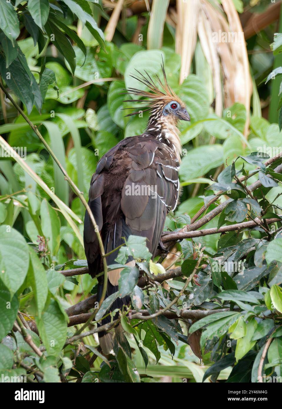 Lon 76 34838600 hi-res stock photography and images - Alamy