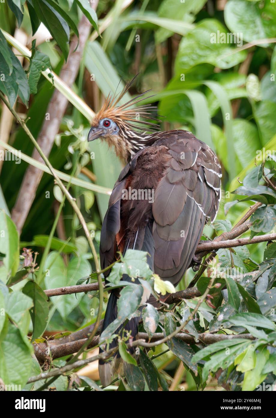 Hoatzin, hoactzin, Hoazin huppé, Opisthocomus hoazin, Yasuní National ...