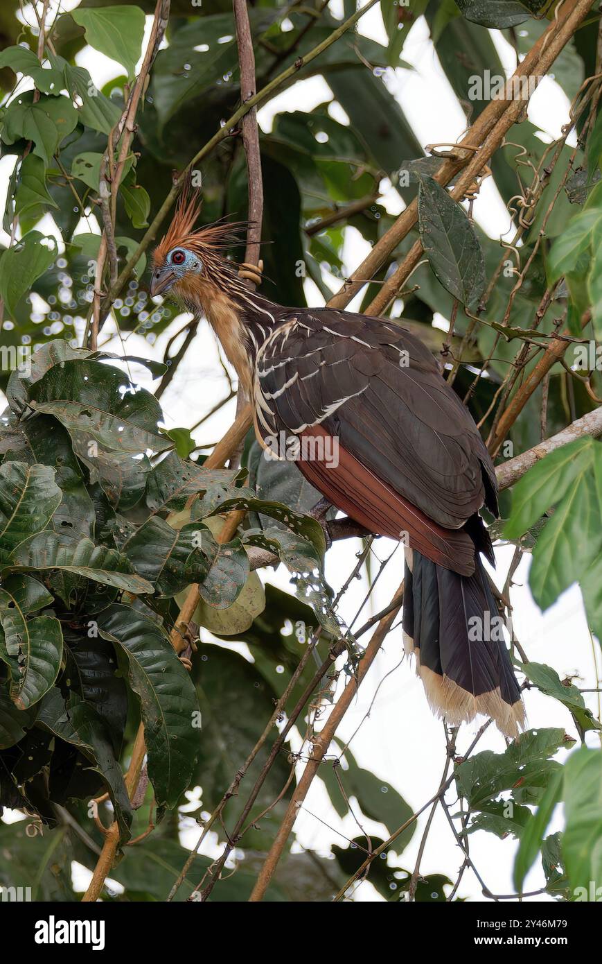 Hoatzin, hoactzin, Hoazin huppé, Opisthocomus hoazin, Yasuní National ...