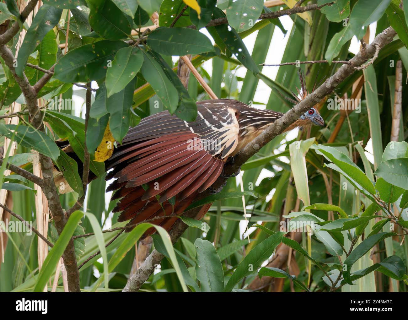 Hoatzin, hoactzin, Hoazin huppé, Opisthocomus hoazin, Yasuní National ...