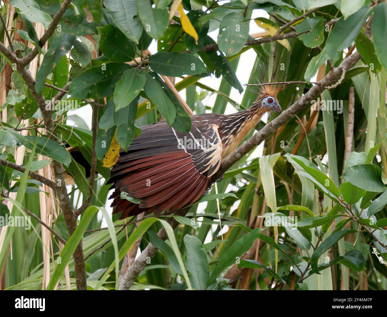 Hoatzin, hoactzin, Hoazin huppé, Opisthocomus hoazin, Yasuní National ...