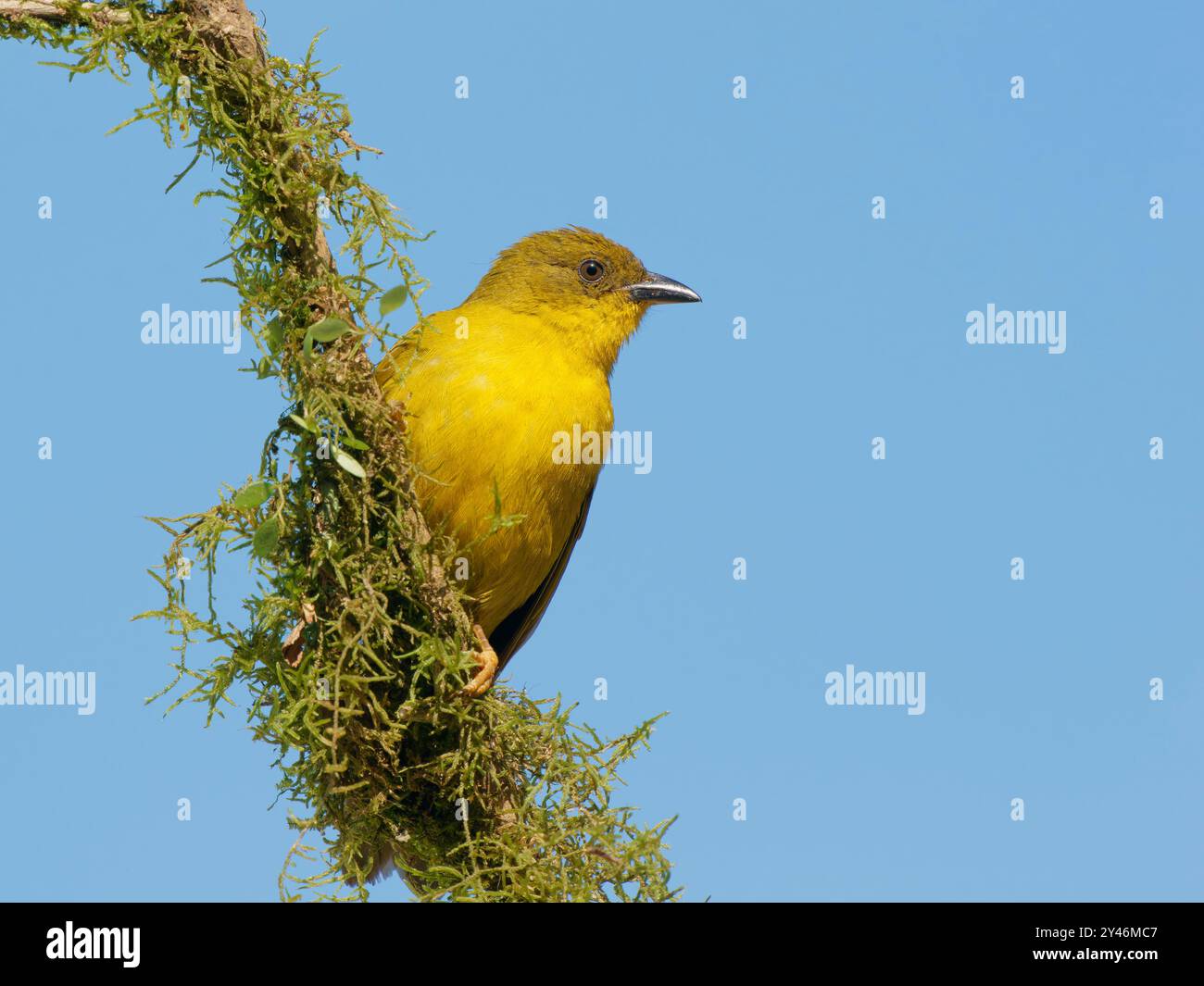 Olive Green Tanager Orthogonys chloricterus Atlantic Forest, Brazil ...