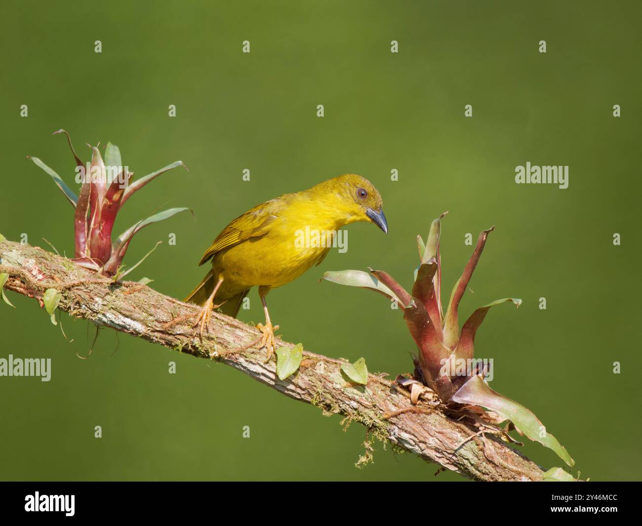 Olive Green Tanager Orthogonys chloricterus Atlantic Forest, Brazil ...
