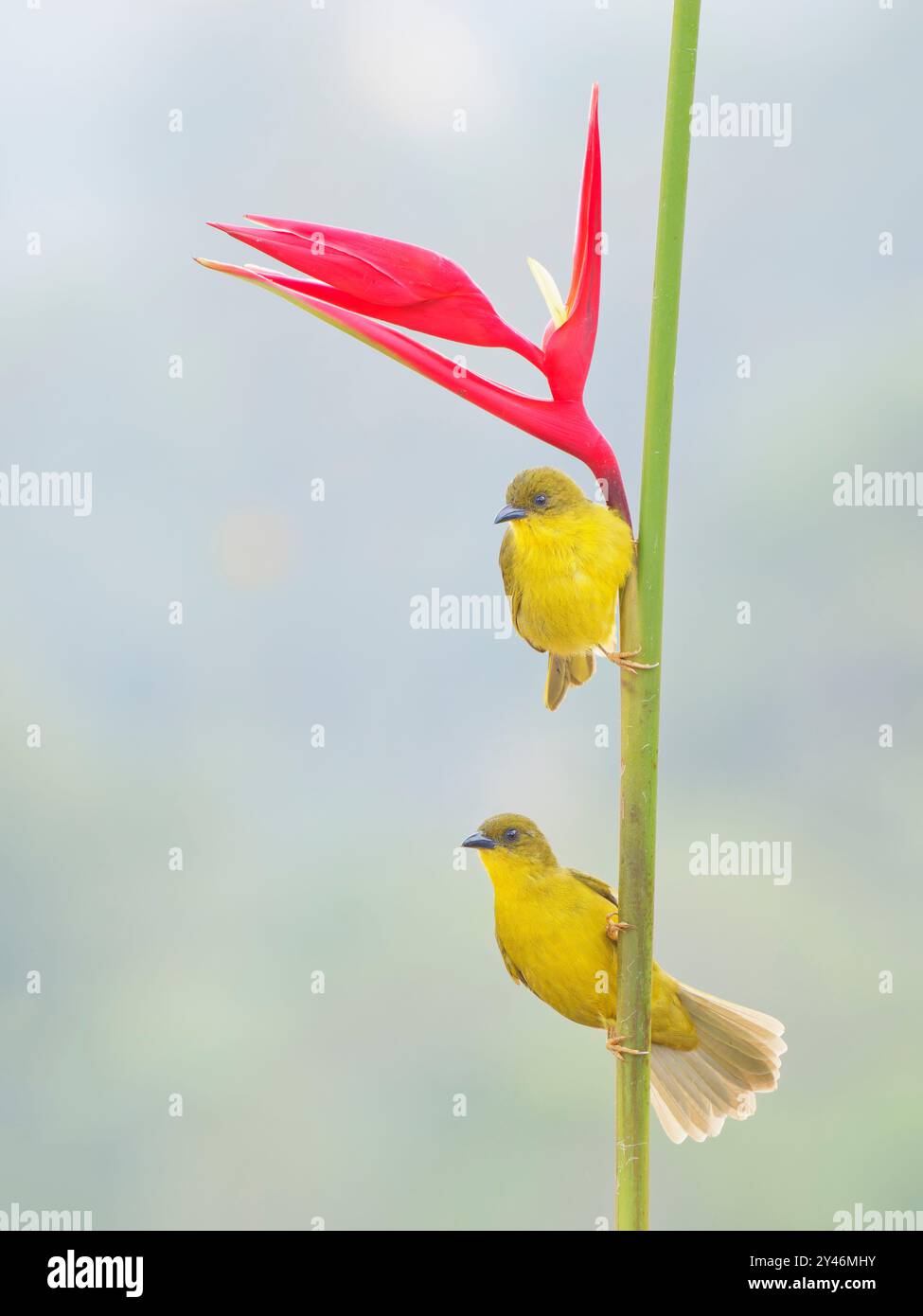 Olive Green Tanager on Heliconia flower Orthogonys chloricterus ...