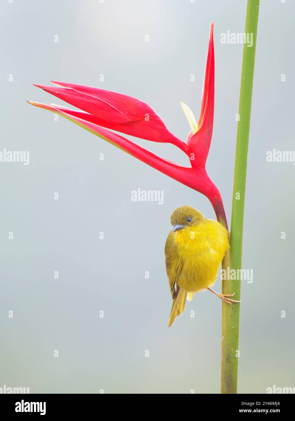 Olive Green Tanager on Heliconia flower Orthogonys chloricterus ...