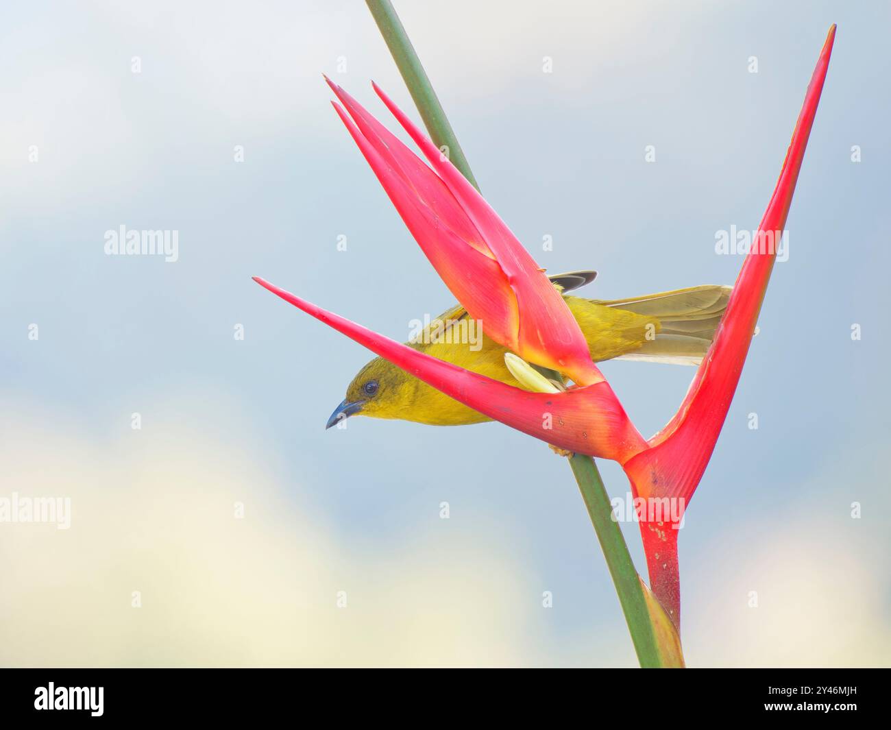 Olive Green Tanager on Heliconia flower Orthogonys chloricterus ...