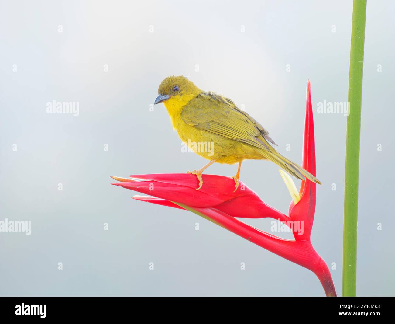 Olive Green Tanager on Heliconia flower Orthogonys chloricterus ...