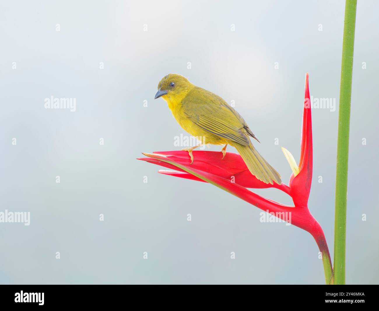 Olive Green Tanager on Heliconia flower Orthogonys chloricterus ...