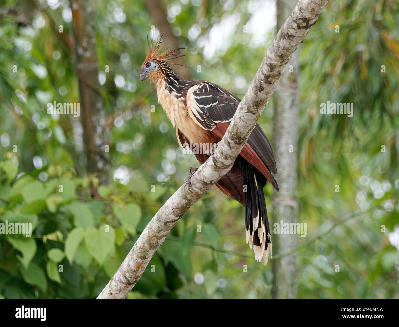 Hoatzin, hoactzin, Hoazin huppé, Opisthocomus hoazin, Yasuní National ...