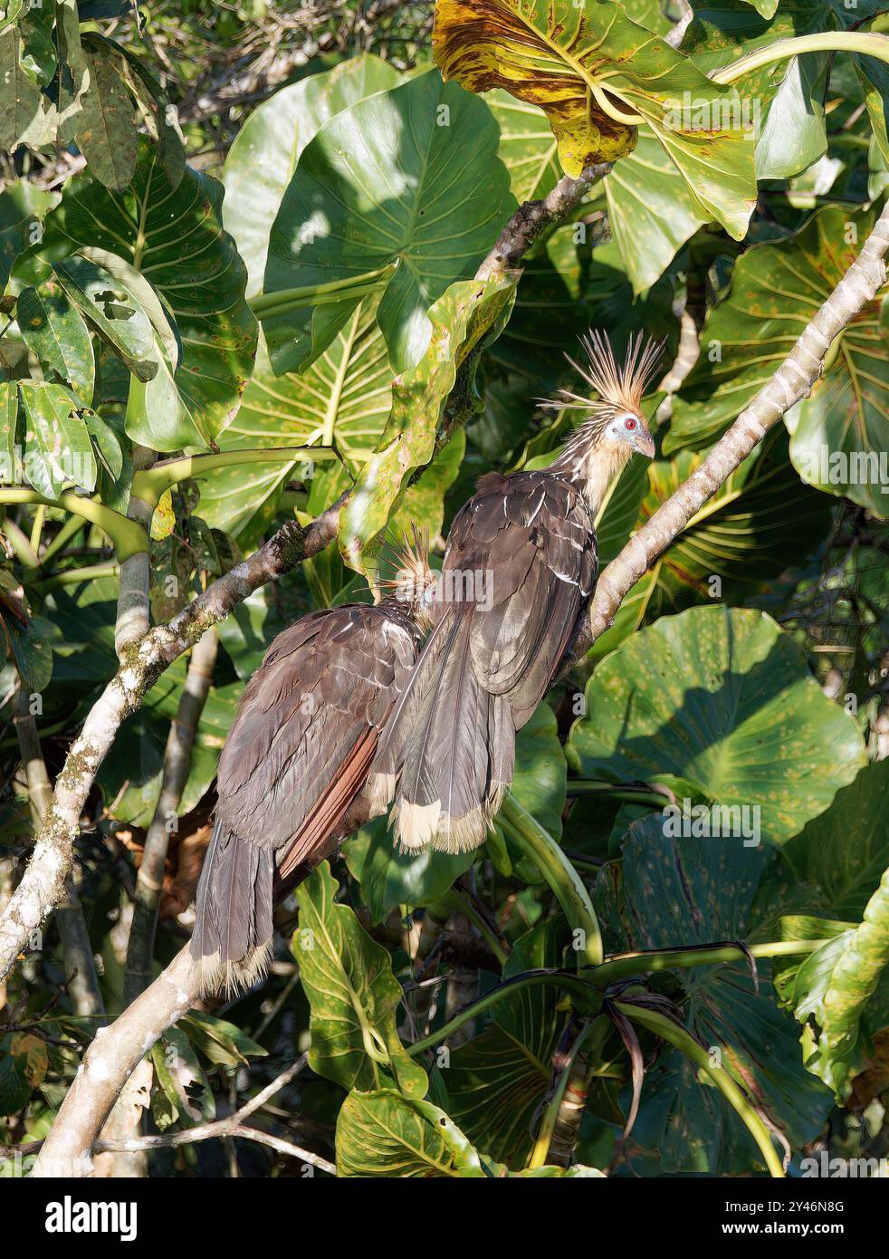 Hoatzin, hoactzin, Hoazin huppé, Opisthocomus hoazin, Yasuní National ...
