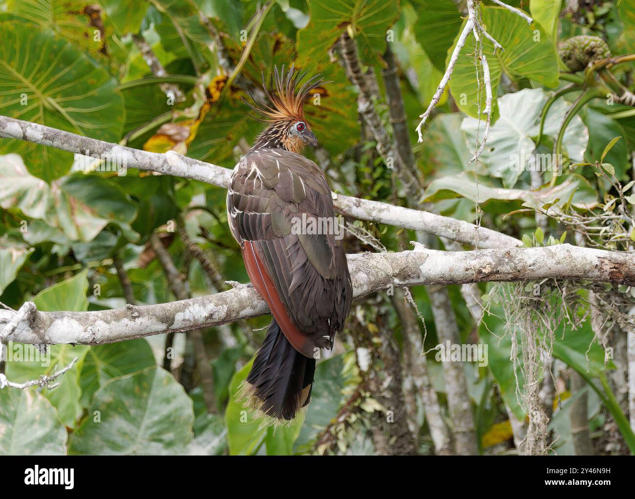 Hoatzin, hoactzin, Hoazin huppé, Opisthocomus hoazin, Yasuní National ...