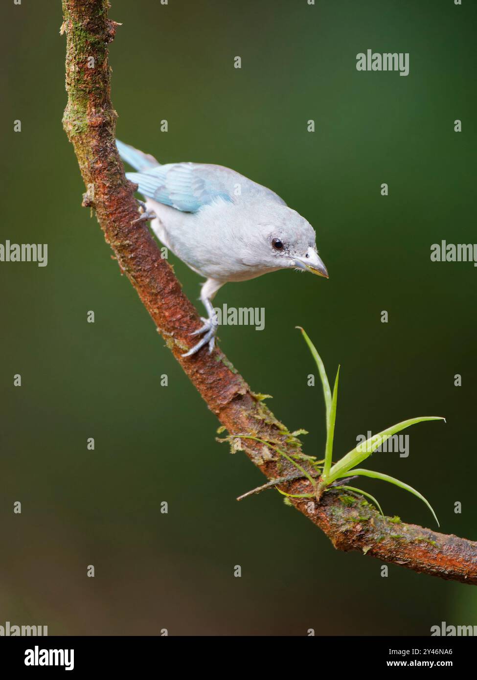 Sayaca Tanager Thraupis sayaca Atlantic Forest, Brazil BI042560 Stock ...