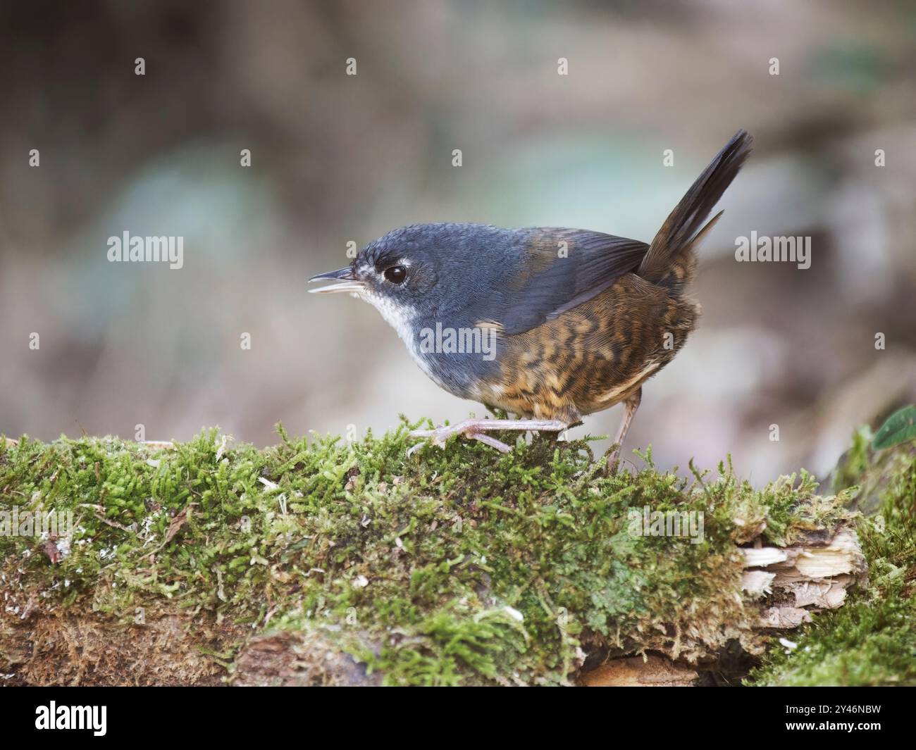 White Breasted Tapaculo Eleoscytalopus indigoticus Atlantic Forest, Brazil BI042568 Stock Photo ...