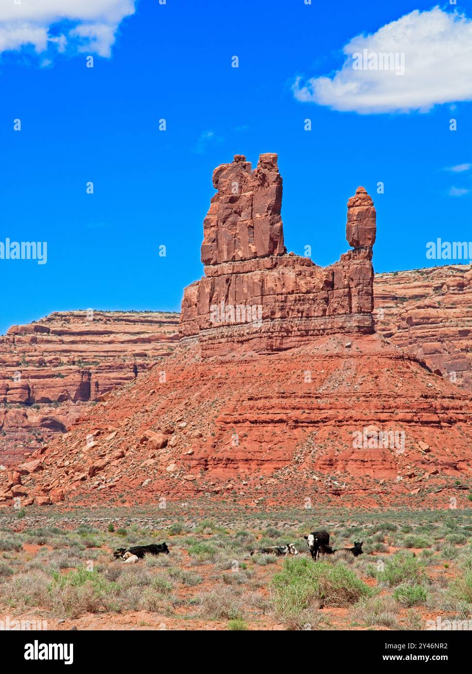 Cattle graze on sagebrush dotted valley floor beneath towering De ...