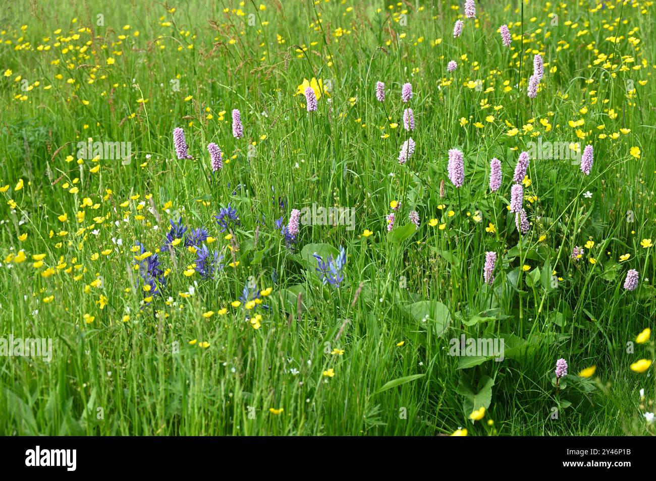 Mixed spring meadow style planting including bistort, buttercups, and ...