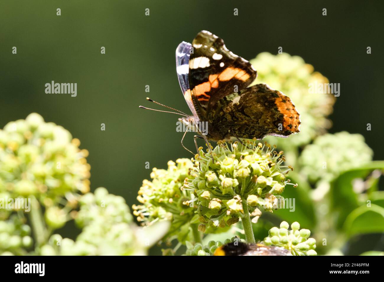 Red Admiral butterfly (Vanessa atalanta) feeding on Ivy (Hedera helix ...