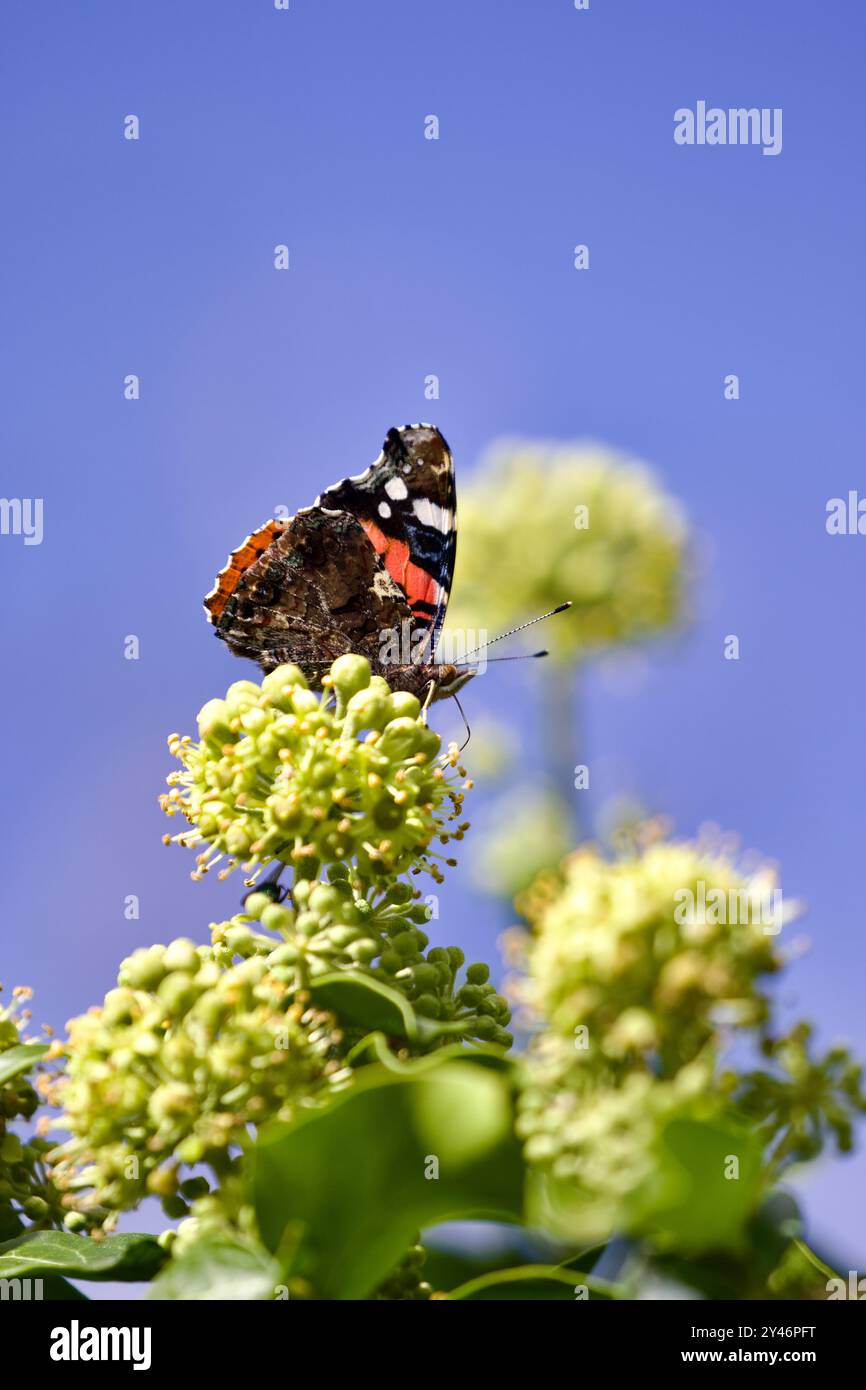 Red Admiral butterfly (Vanessa atalanta) feeding on Ivy (Hedera helix ...