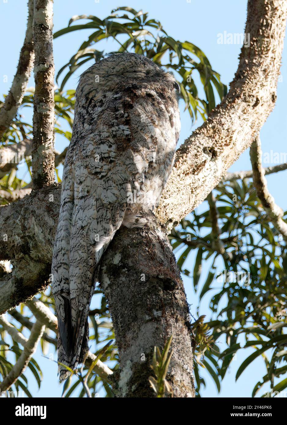 Grand ibijau hi-res stock photography and images - Alamy