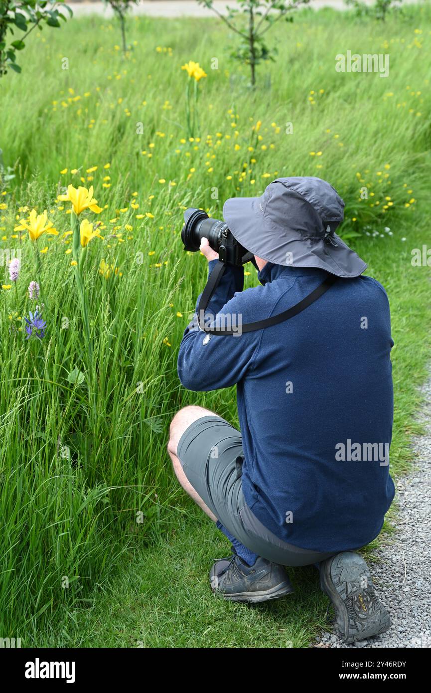 Photographer at work, crouching to photograph a summer wildflower ...