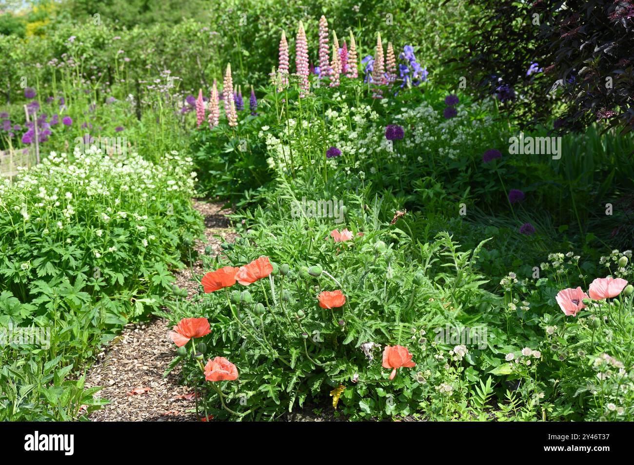 Mixed spring planting of oriental poppies, lupins, allium, iris and ...