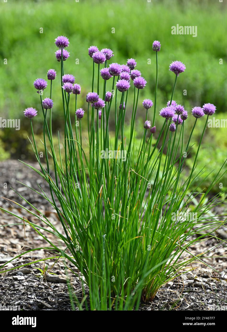 A clump of purple summer flowering chives ( Allium schoenoprasum ...