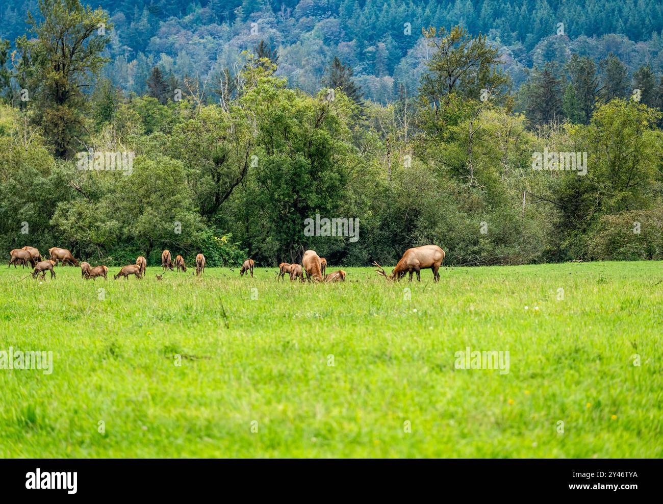 A view of a herd of elk in a green field in North Bend, Washington ...