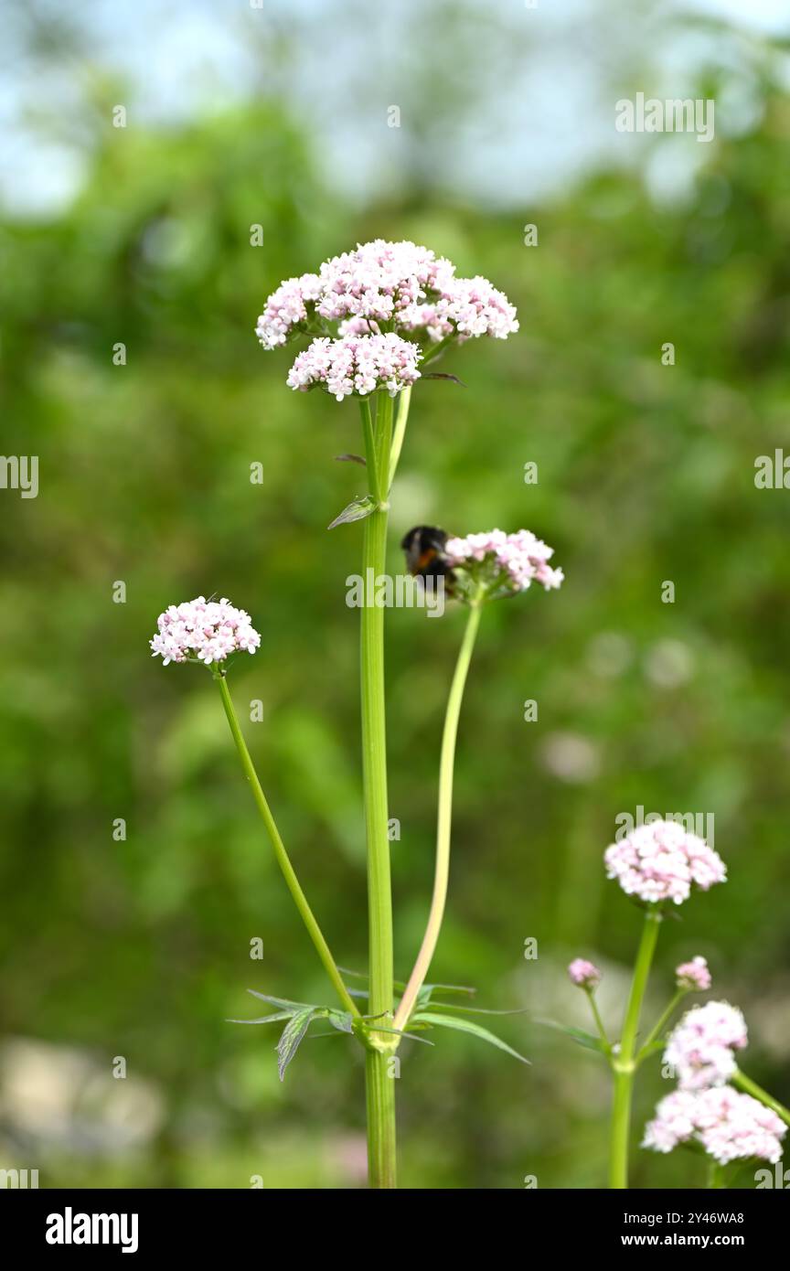 White early summer flowers of Common valerian, Common valerian growing ...