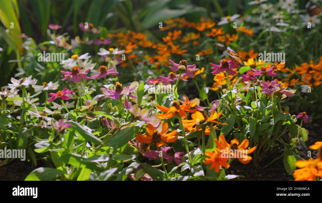 Loop footage flower hi-res stock photography and images - Alamy