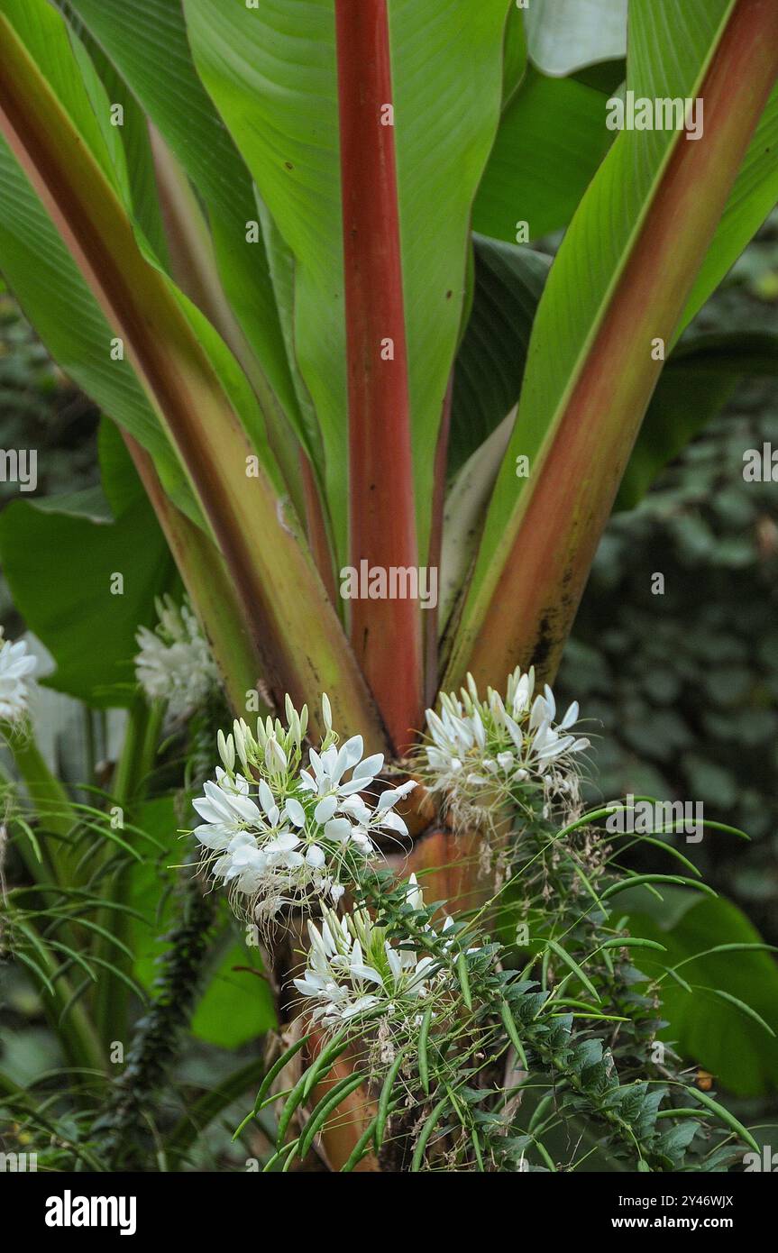 flowers at lake constance Stock Photo - Alamy