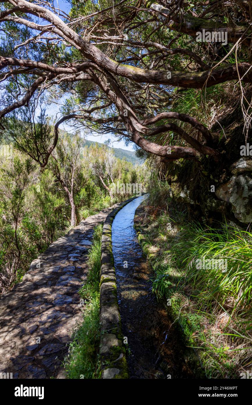 Hiking path along the historic levadas on the Levada das 25 Fontes hike ...