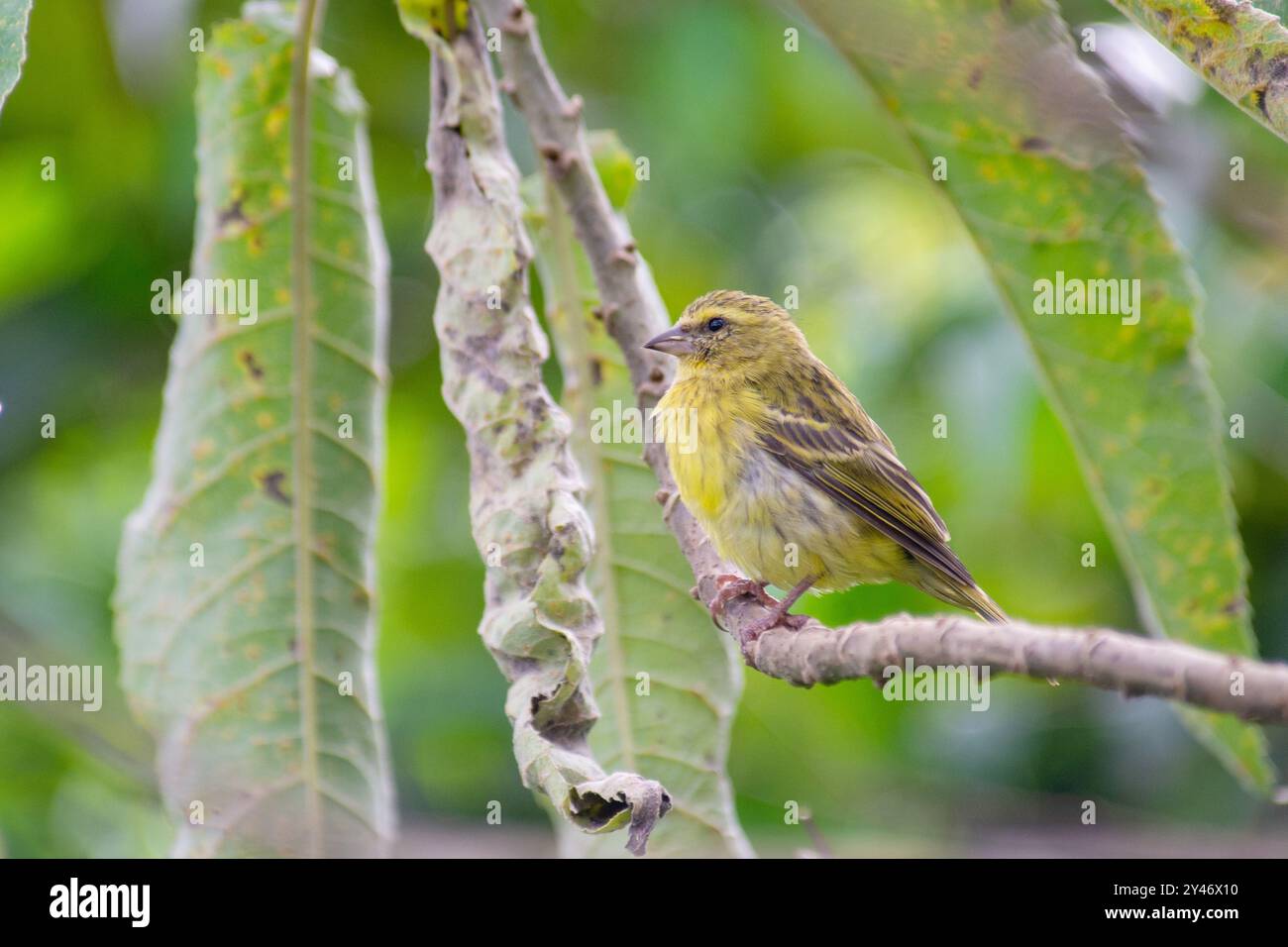 AFRICAN CITRIL- Serinus frontalis - Uganda Stock Photo - Alamy
