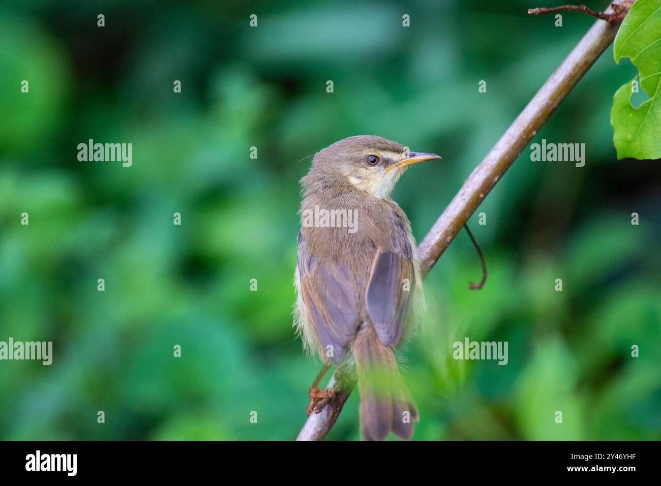 Tawny-flanked Prinia - Prinia subflava - Kampala Uganda Stock Photo - Alamy