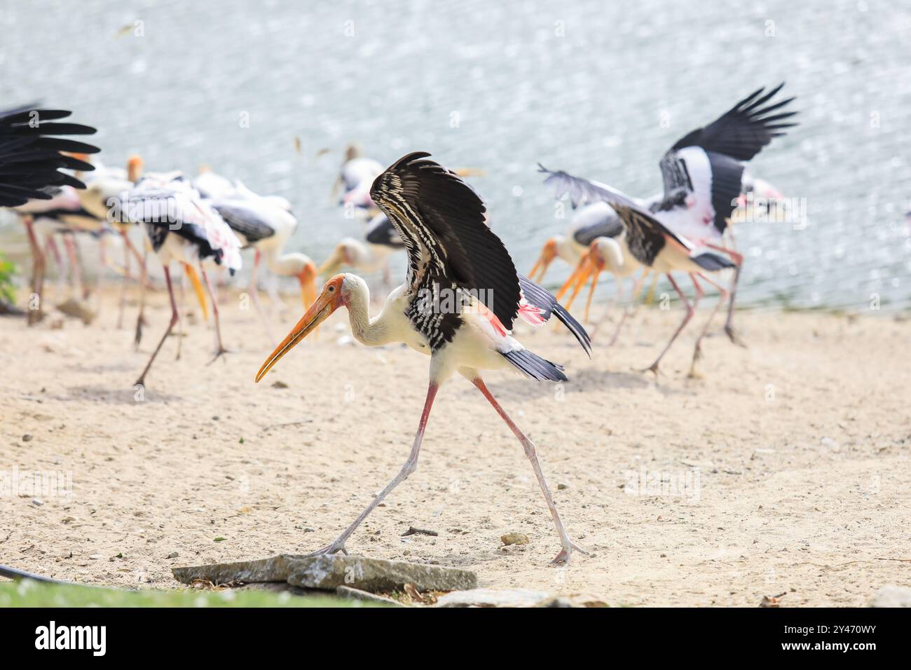 Heavy beak hi-res stock photography and images - Alamy