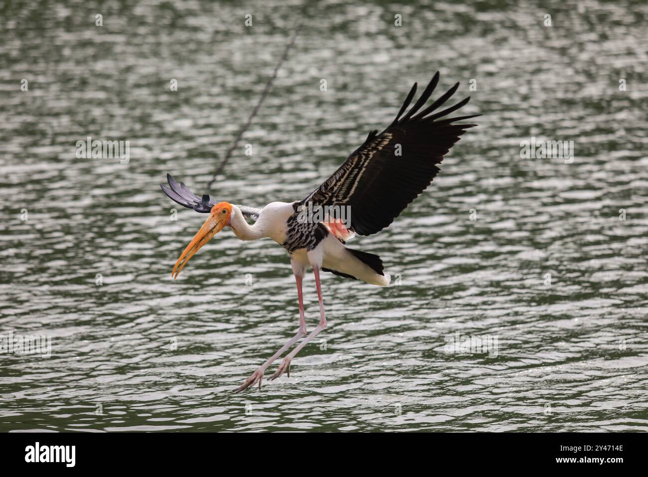 Painted stork with Heavy Yellow Beak in Flight under the Water in ...