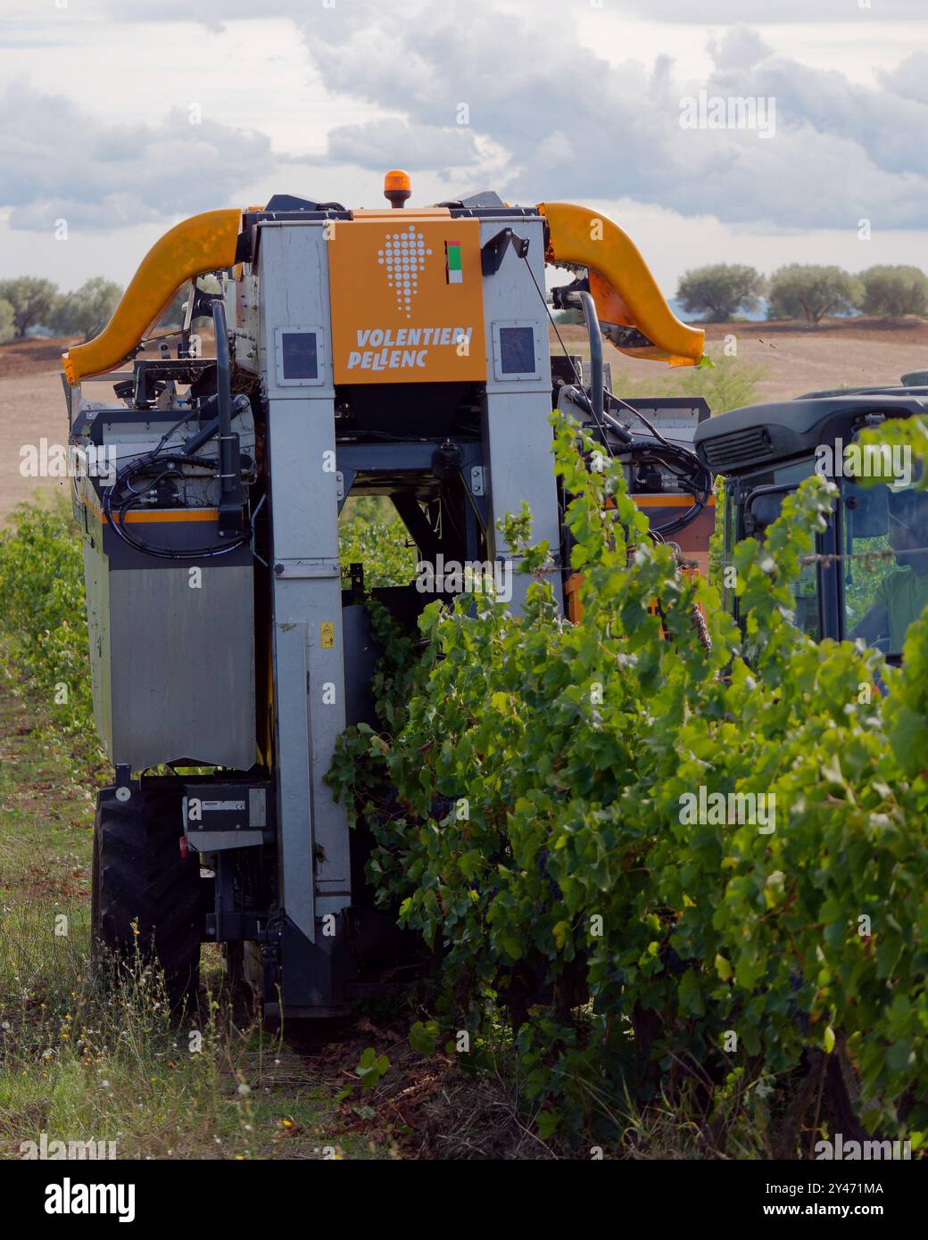 Harvesting machine attached to a tractor in a vineyard in the town of ...