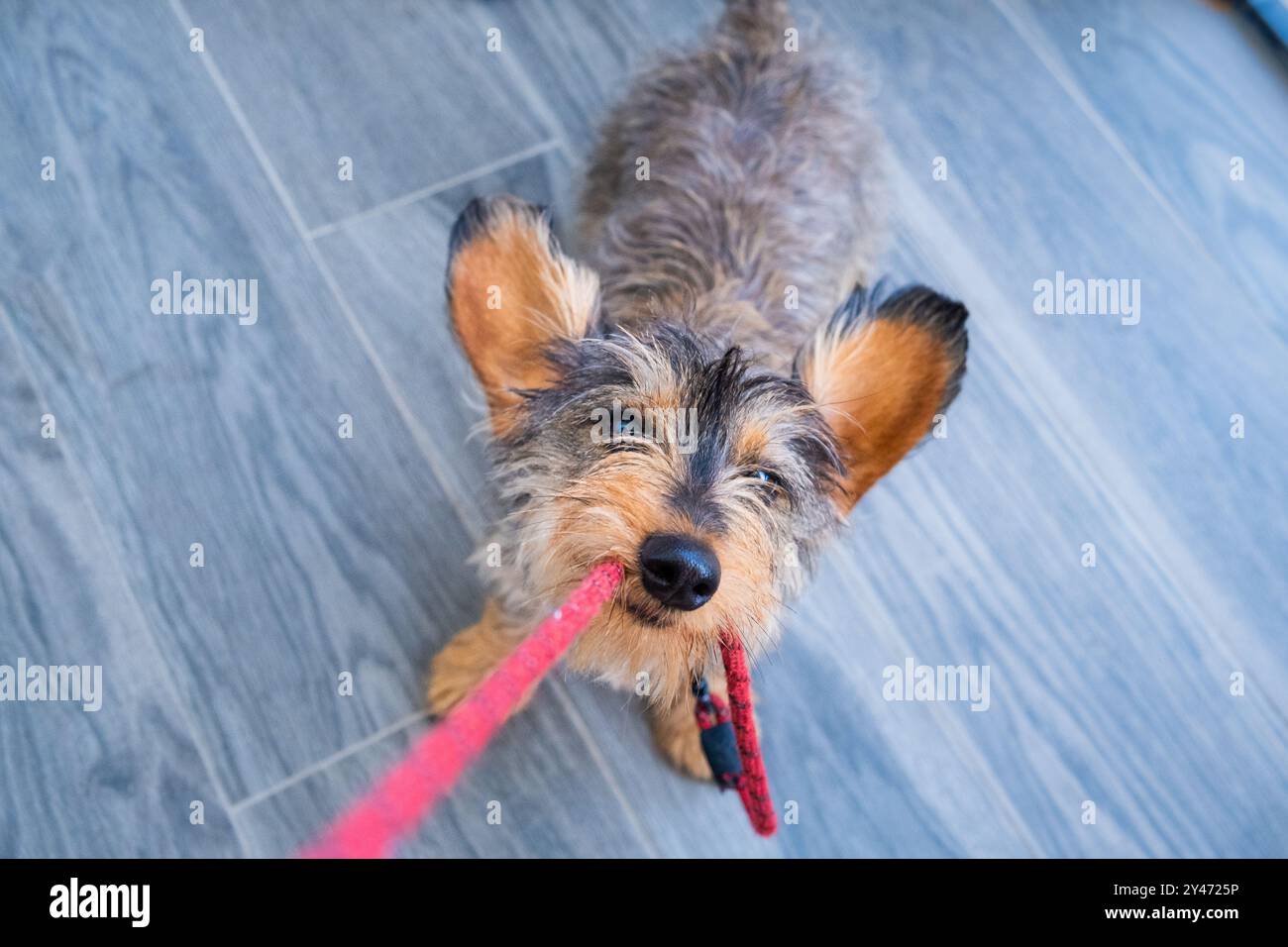 Pulling the ears of dog hi-res stock photography and images - Alamy