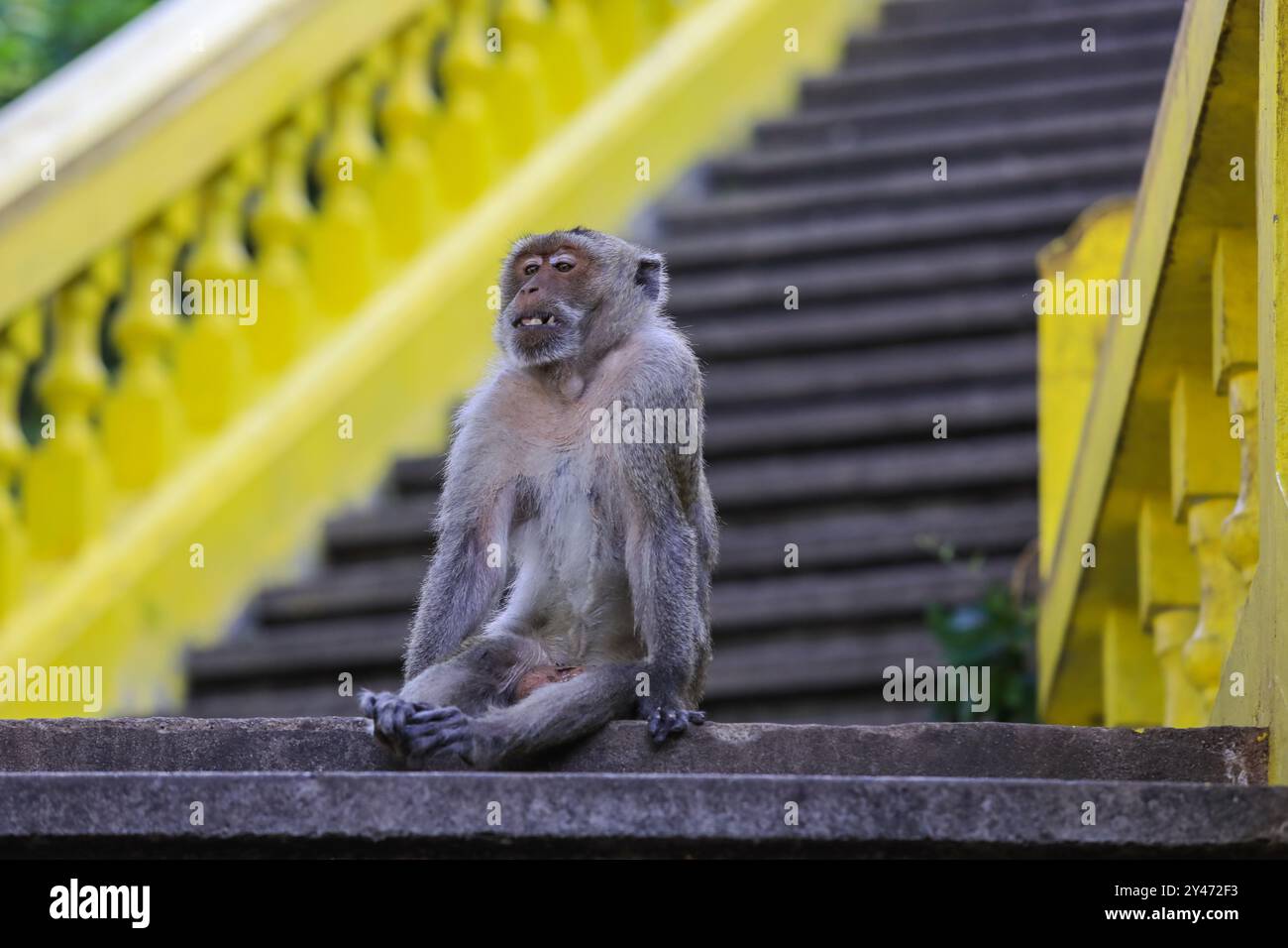 Cute Grey Macaque on the Stairs to the Wat Khao Chong Krachok Temple in ...